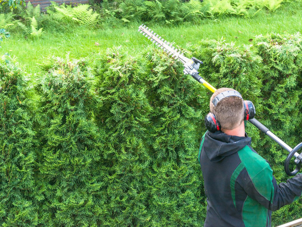 Hedge Cutting - Trimming, Reduction, Shaping, Topiary and Removal