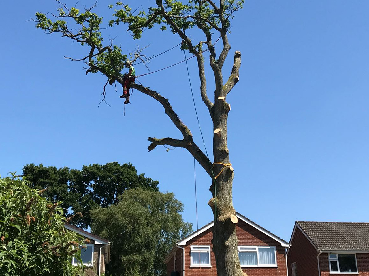 Tree Surgery & Felling - Hanwell Tree Surgeons