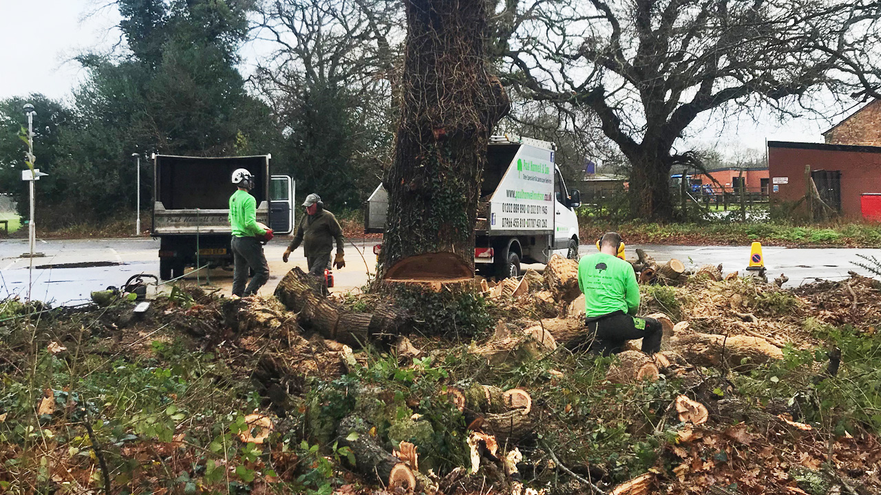 Paul Hanwell & Son - Tree Surgeons Wimborne. Tree Surgery Services