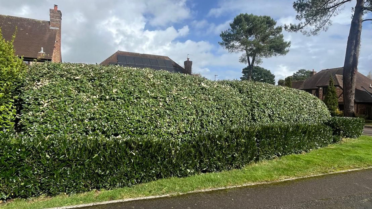 Hedge Cutting Season – Best Time to Trim Hedges and Avoid Common Mistakes